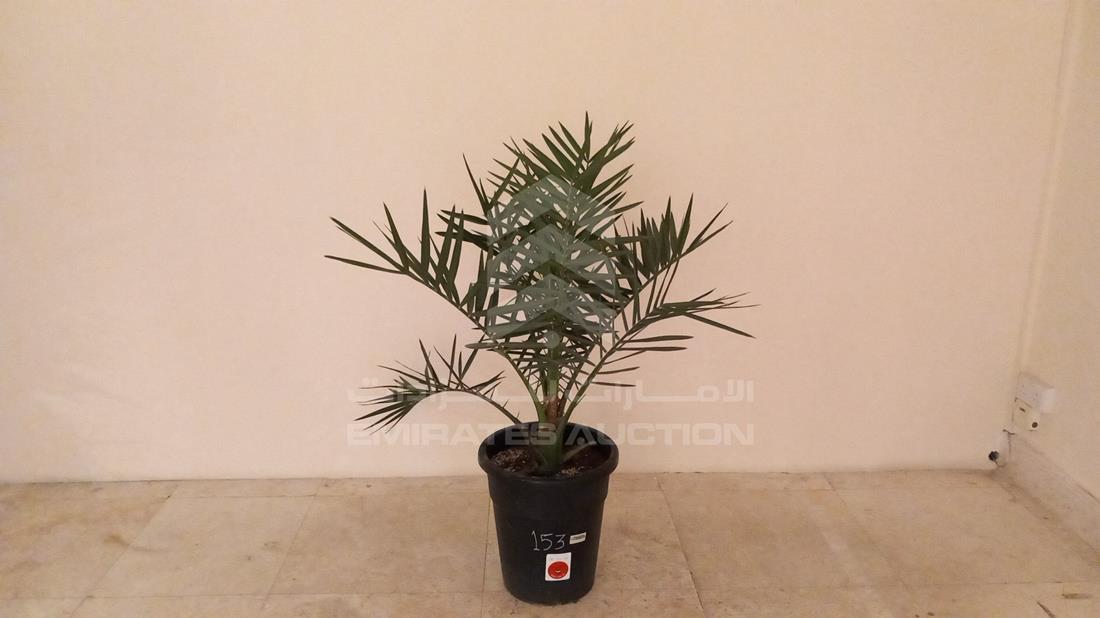 Ruby Palm for sale in UAE - 566419 | Emirates Auction