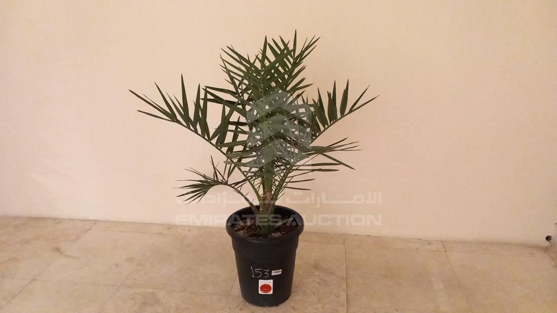 Ruby Palm for sale in UAE - 566419 | Emirates Auction