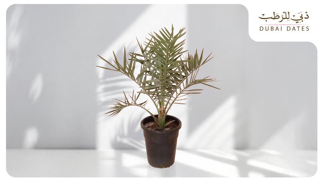 Ruby Palm for sale in UAE - 566419 | Emirates Auction