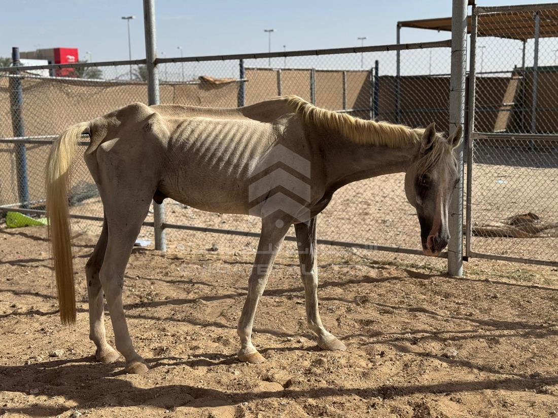 horse for sale in UAE - 507364 | Emirates Auction