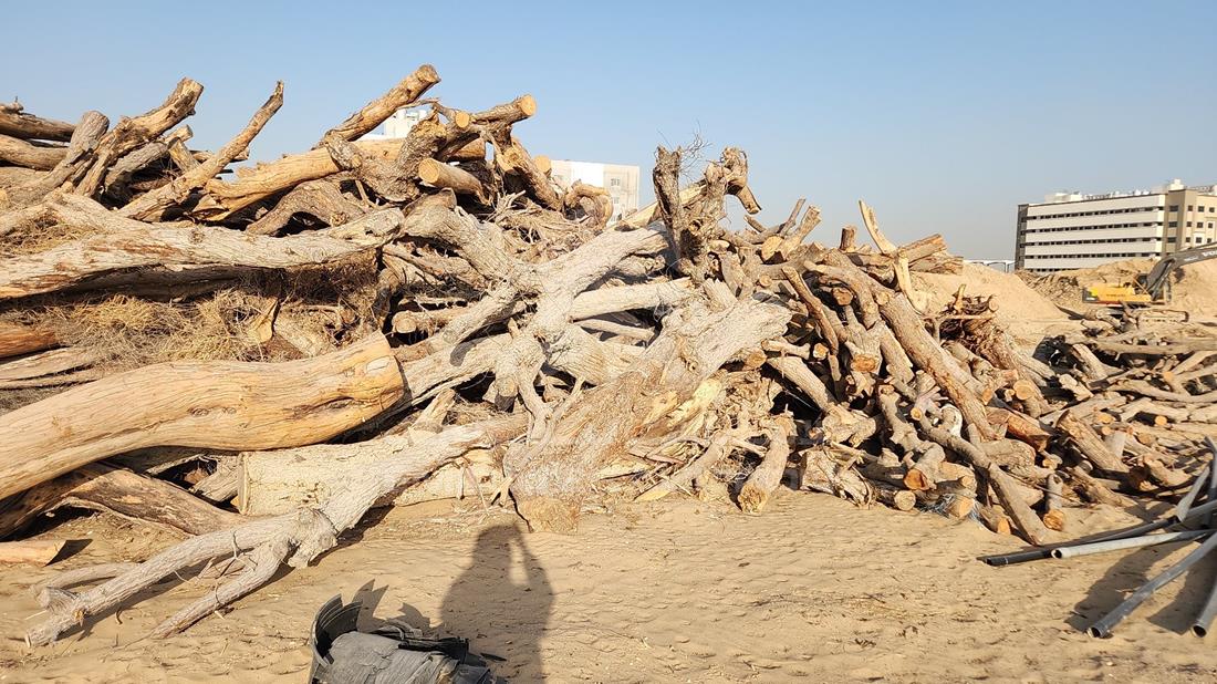 Wood trees for sale for sale in UAE - 559053 | Emirates Auction