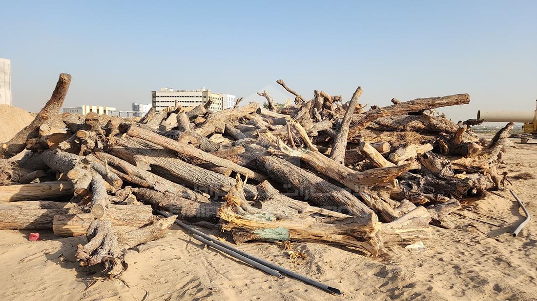 Wood trees for sale for sale in UAE - 559053 | Emirates Auction