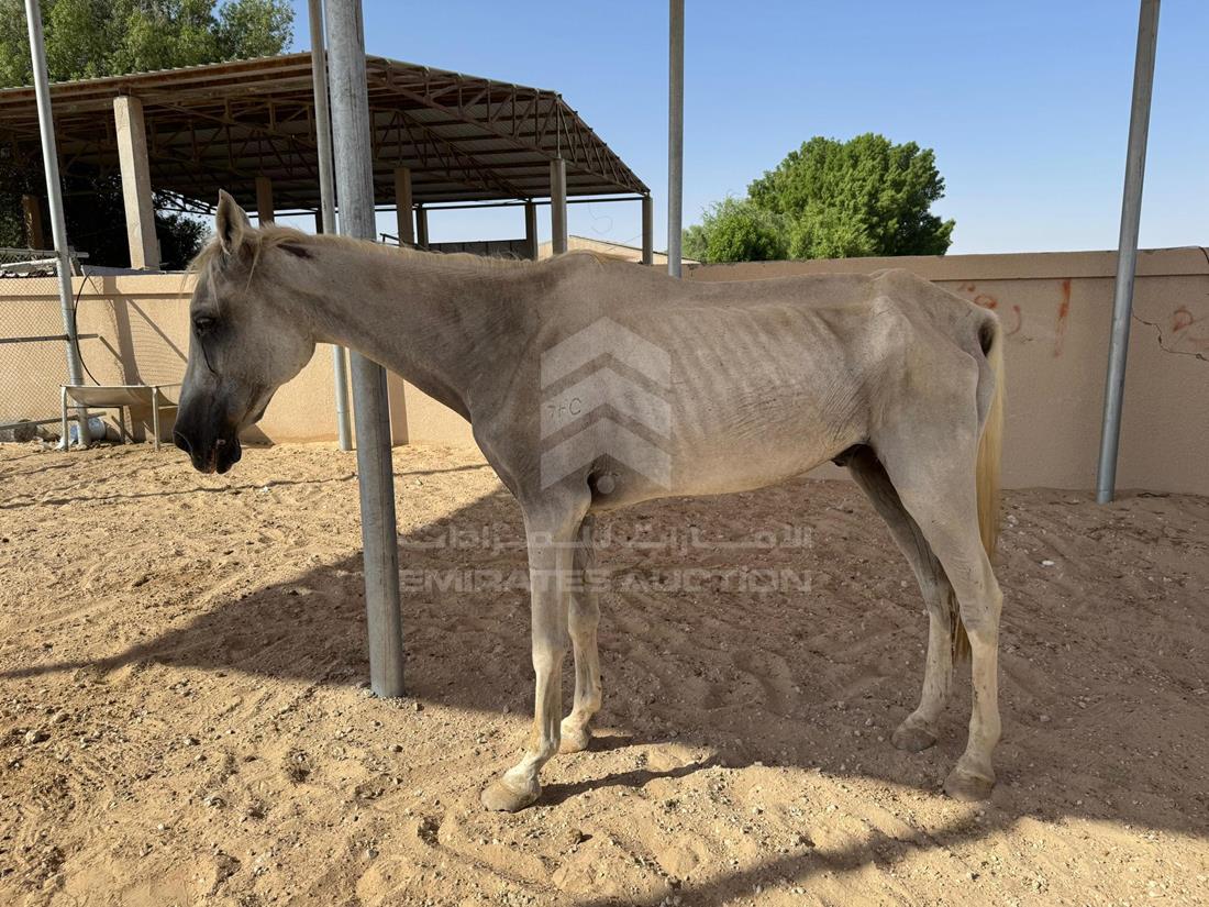 horse for sale in UAE - 507364 | Emirates Auction