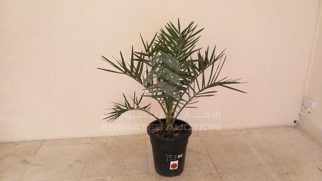 Ruby Palm for sale in UAE - 566419 | Emirates Auction