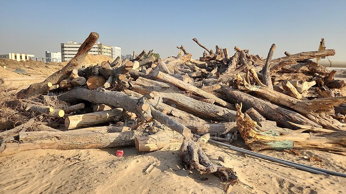 Wood trees for sale for sale in UAE - 559053 | Emirates Auction