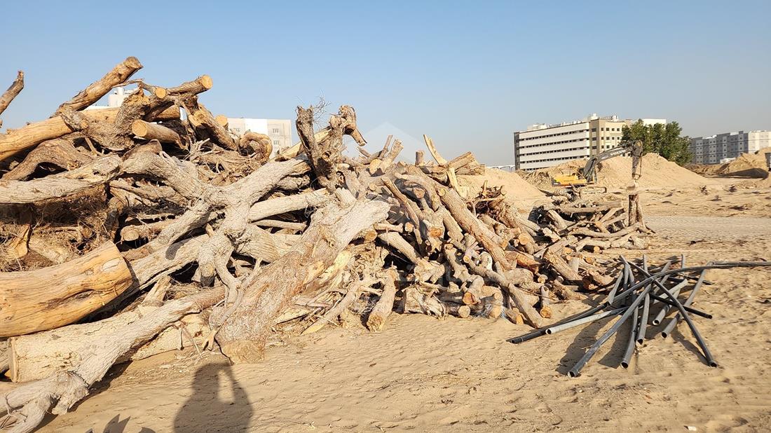 Wood trees for sale for sale in UAE - 559053 | Emirates Auction