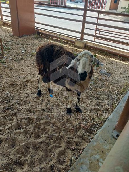 Sheep for sale in UAE - 465349 | Emirates Auction