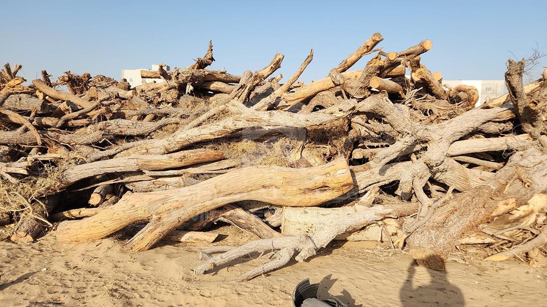 Wood trees for sale for sale in UAE - 619416 | Emirates Auction