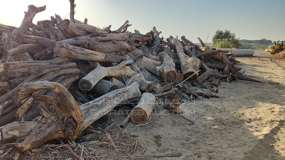 Wood trees for sale for sale in UAE - 559053 | Emirates Auction