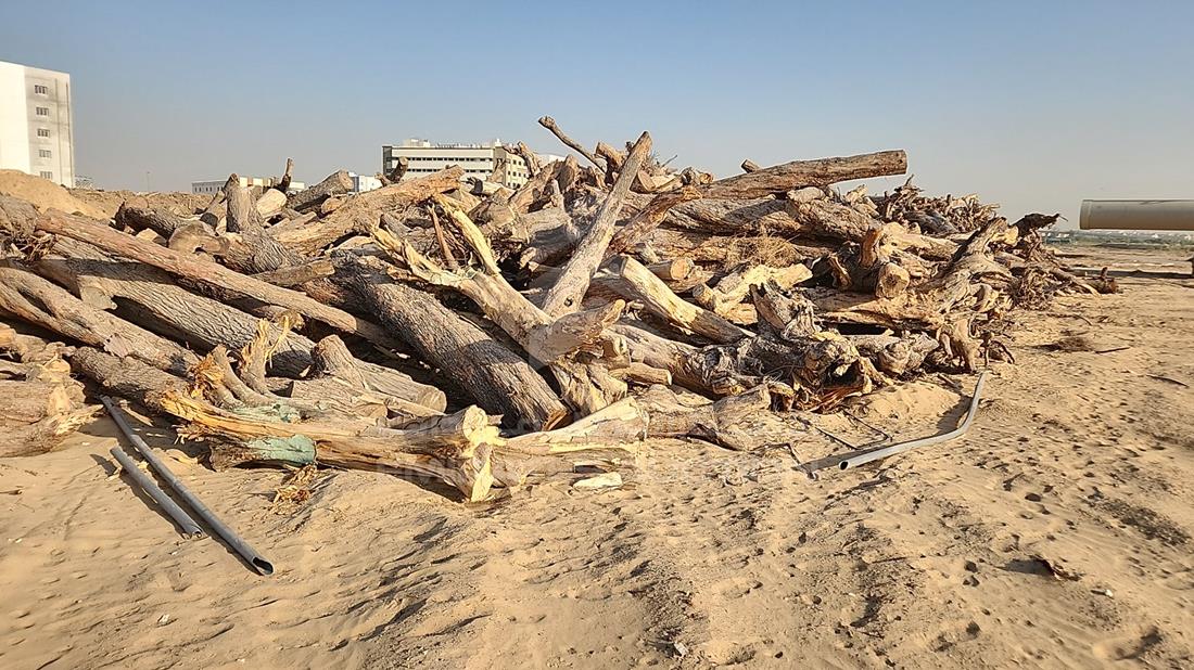 Wood trees for sale for sale in UAE - 559053 | Emirates Auction