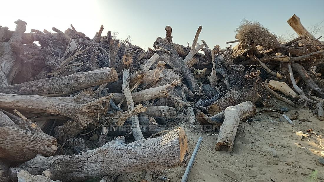 Wood trees for sale for sale in UAE - 559053 | Emirates Auction